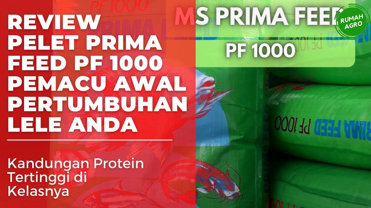 Review Prima Feed PF1000 Pakan Awal Lele Agar Cepat Panen - YouTube