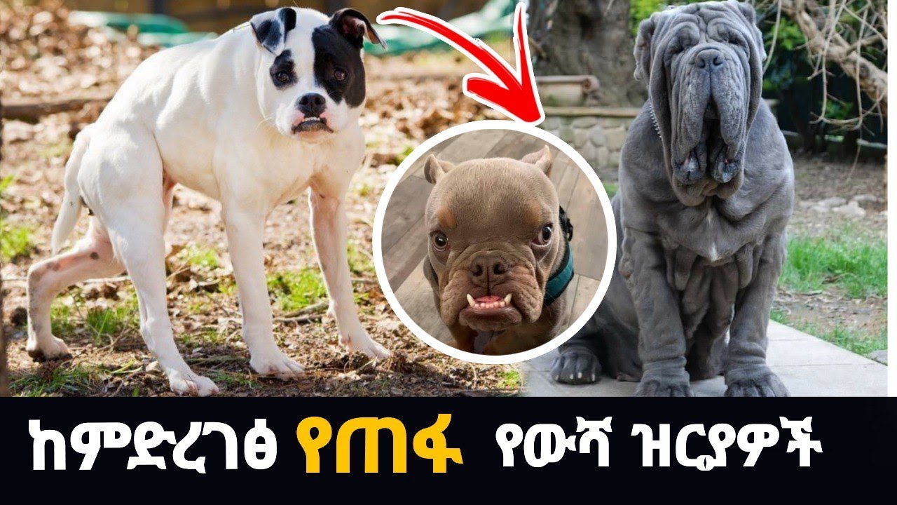 እንዲጠፉ የተደረጉት ለማመን የሚከብዱ የውሻ ዝርያዎች||amazing dog breeds #ethiopia #አስገራሚ ...