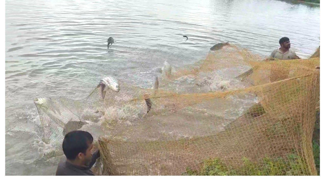 Beautifully fish jumping in jaal||Fish Caughting||Punjab village life ...
