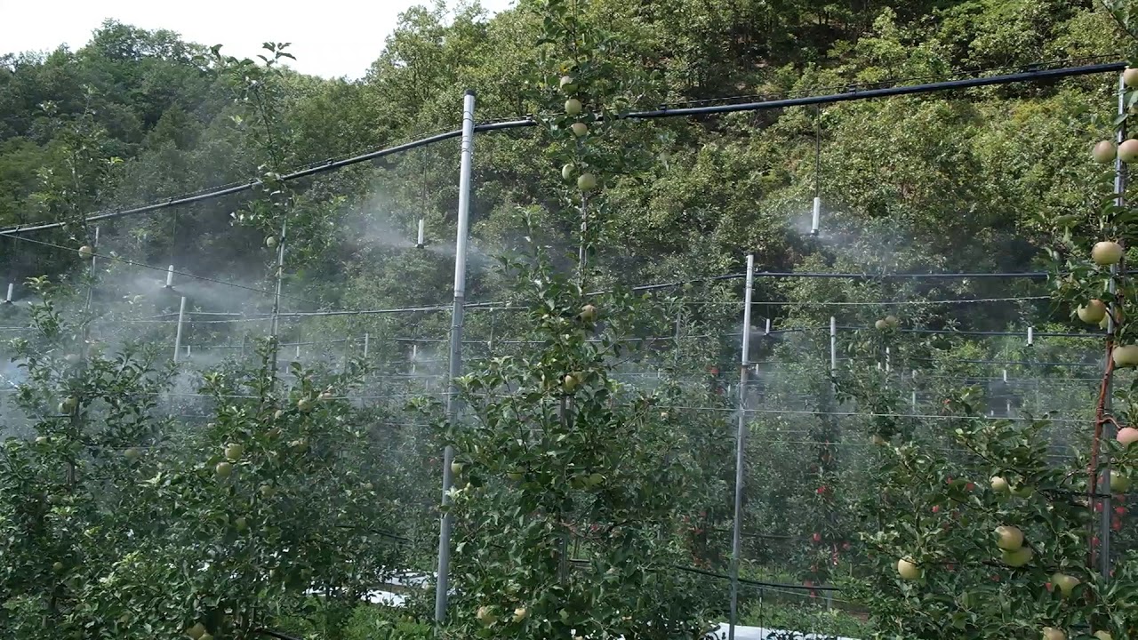 2구포그 사과밭 동영상(2 fogger applied at the apple orchard) - YouTube