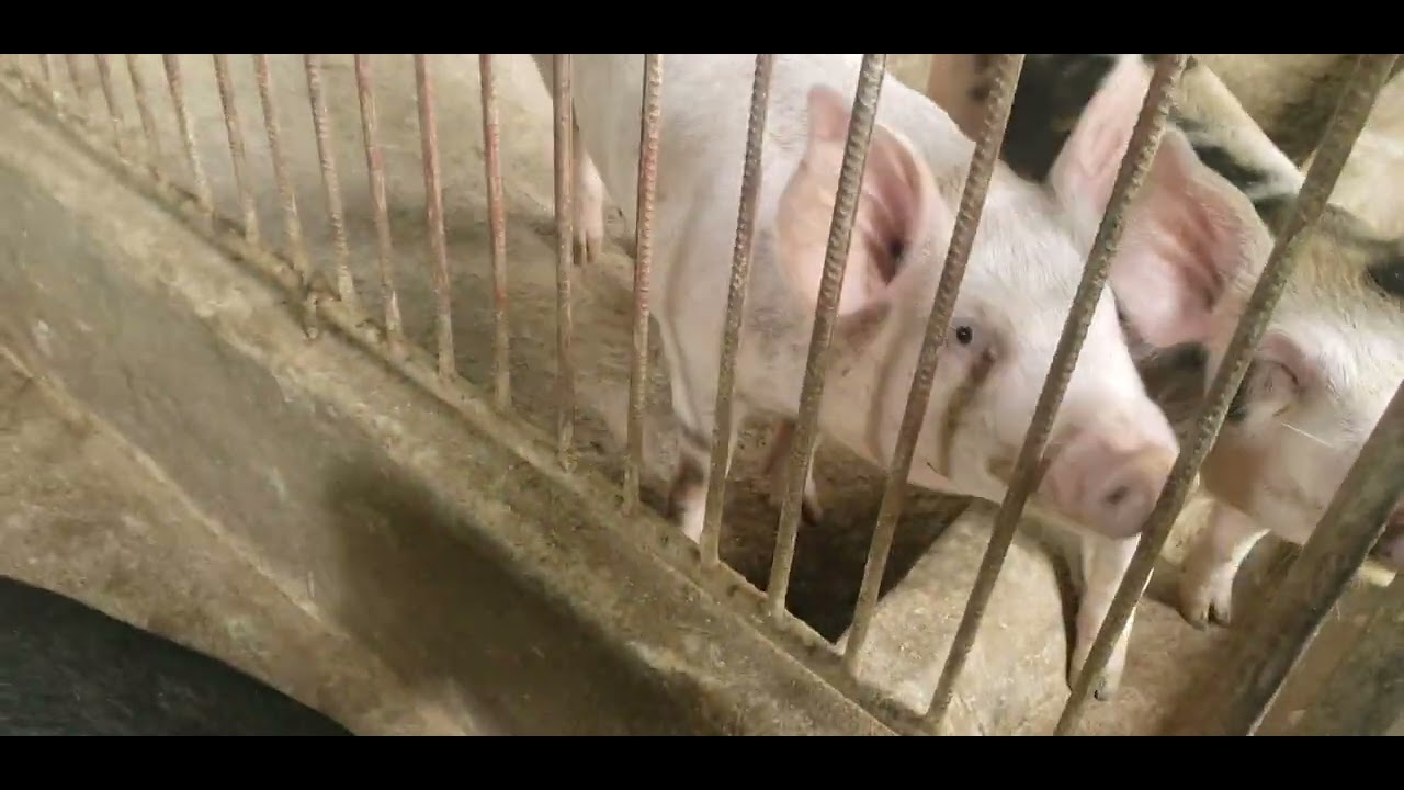 Piggery - YouTube