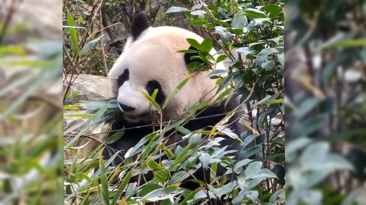 RouRou enjoying her lunch and taking bath 🥰🐼|CutePanda| Panda HappyLand ...