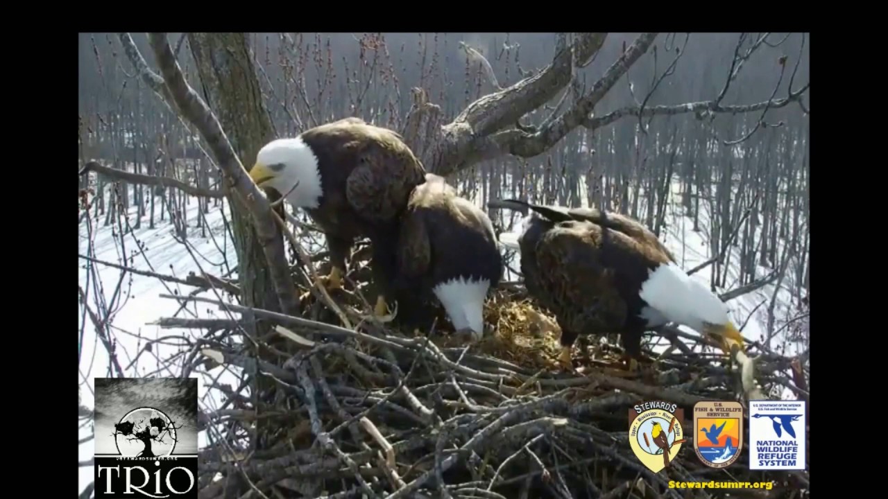 02-10-20 IL Trio eagles; hard working Trio, part 1. - YouTube