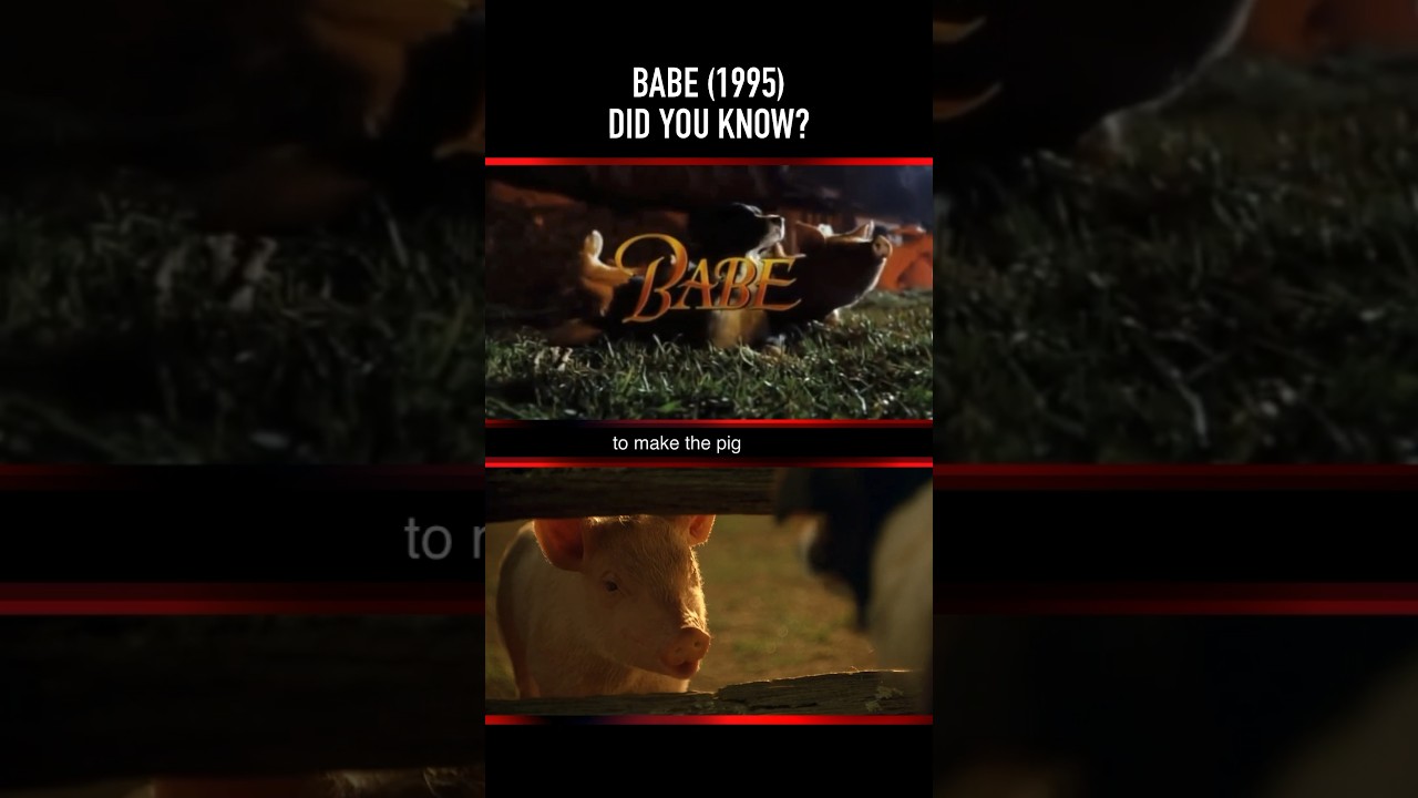 Did you know THIS about the talking pig in BABE (1995)? - YouTube
