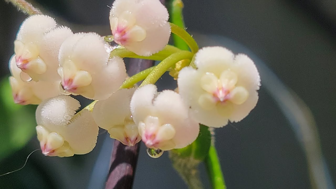 Хояа Ротундифлора, цветение и уход. Hoya Rotundiflora blooming. - YouTube