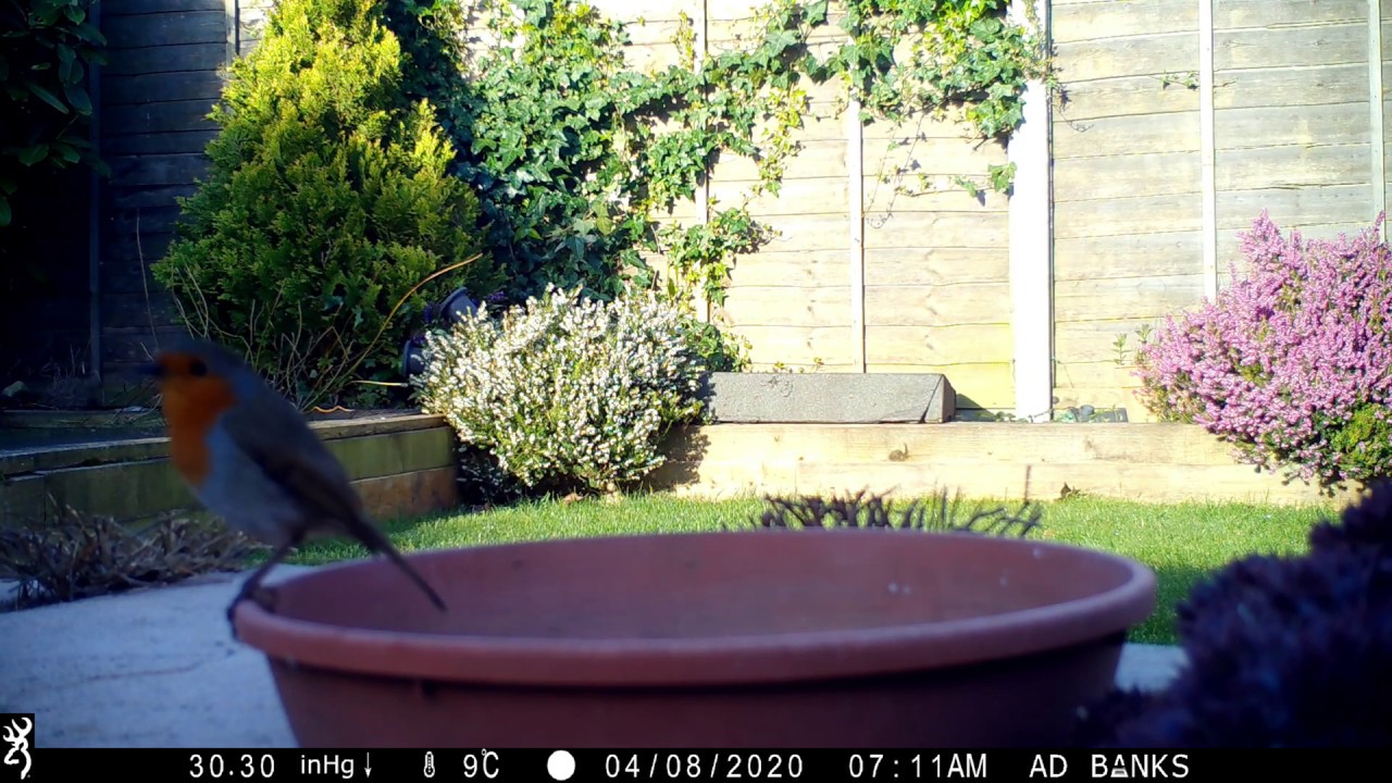 Birds Dancing in garden - YouTube