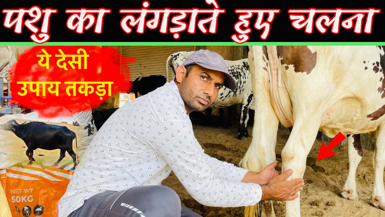 गाय भैंस पिछले पेर से लँगड़ाकर चलती है।Cattle Lameness।cow leg swelling ...