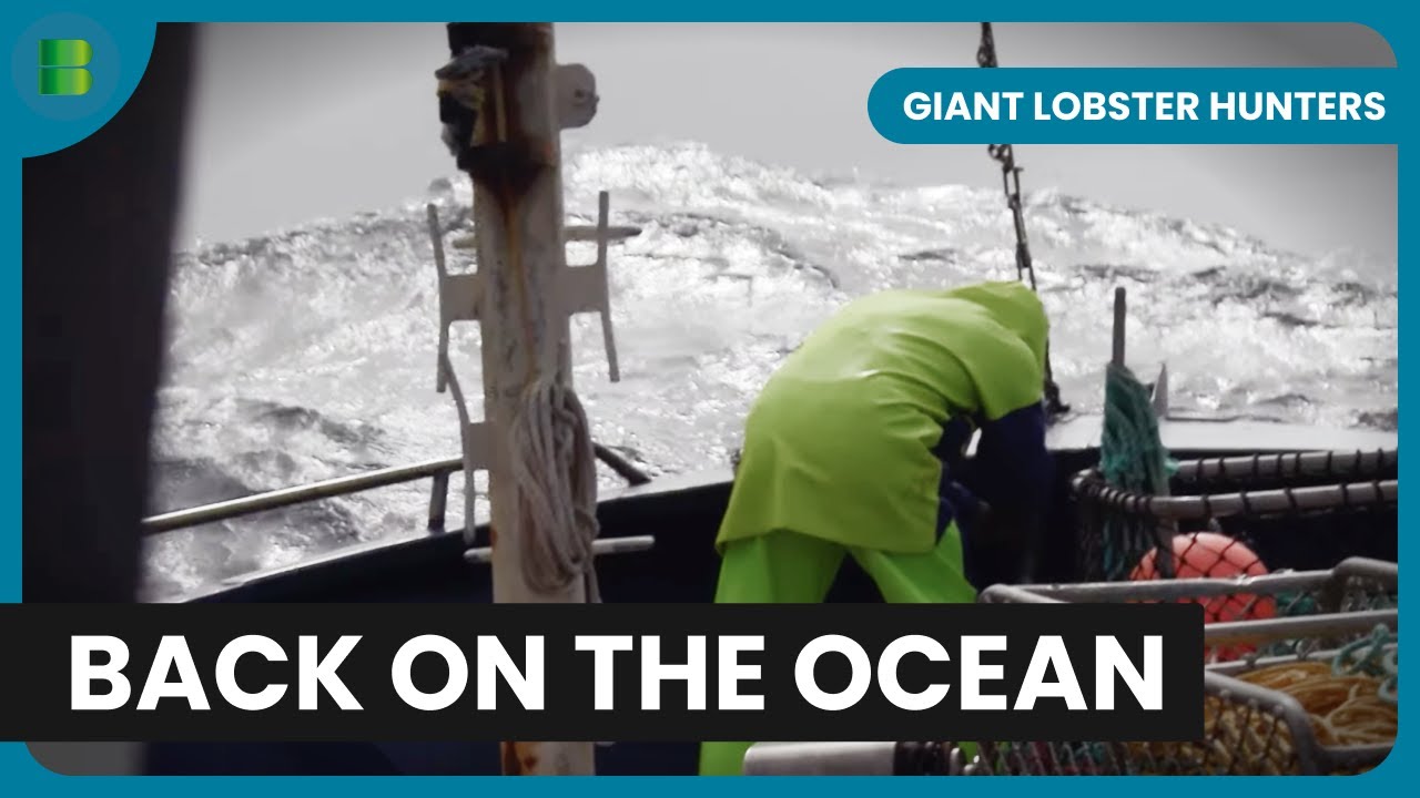 The Struggles of Lobster Fishing | Giant Lobster Hunters | Documentary ...
