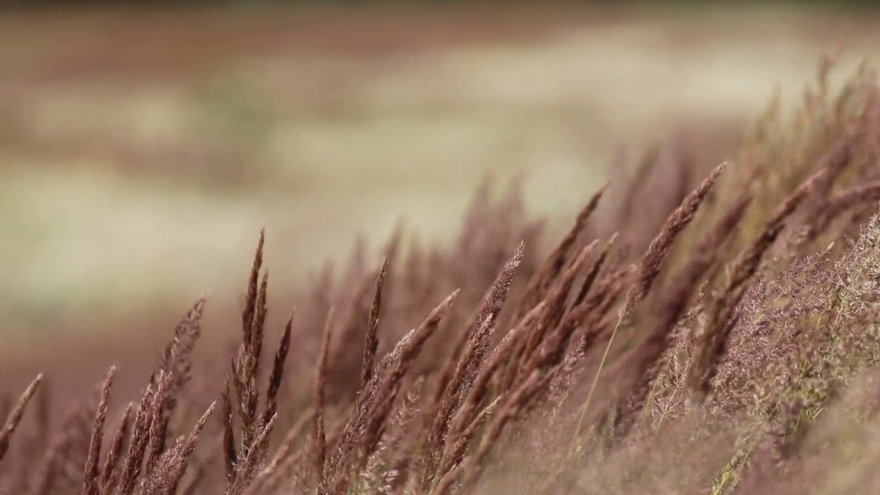 FREEDIO: "grass waving in wind " royalty free HD stock video footage ...