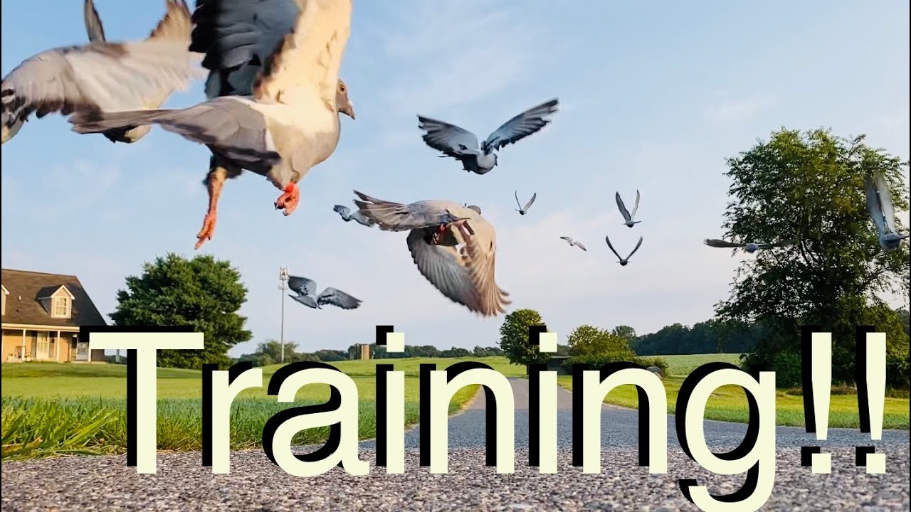 2021 Racing pigeons first training toss - YouTube