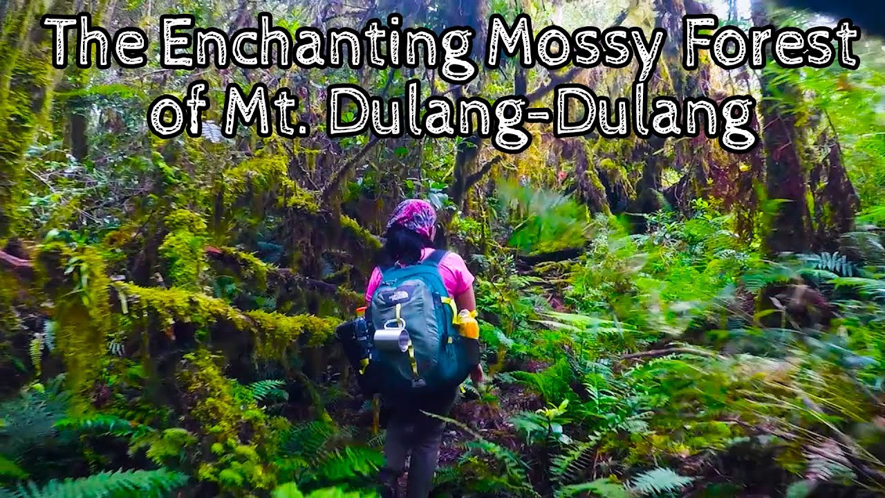 The Enchanting Mossy Forest of Mt. Dulang-Dulang - YouTube