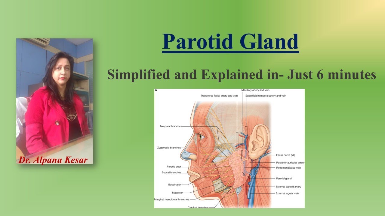 Parotid Gland | Fast and Easy Anatomy | Head and Neck Anatomy | Anatomy ...