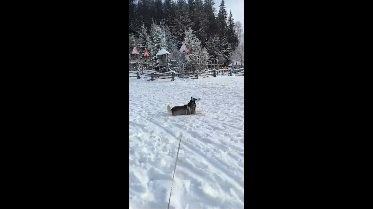 "LUCKY" Husky Siberiano 13/04/2023 - Quinta Das Capitoas - YouTube