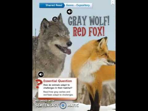 Reading Wonders for Grade 3, Gray Wolf, Red Fox - YouTube