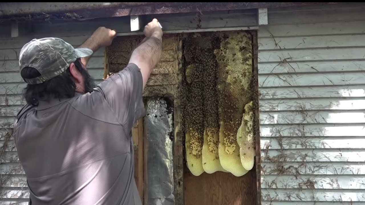 Beehive In Old Shed Wall - YouTube