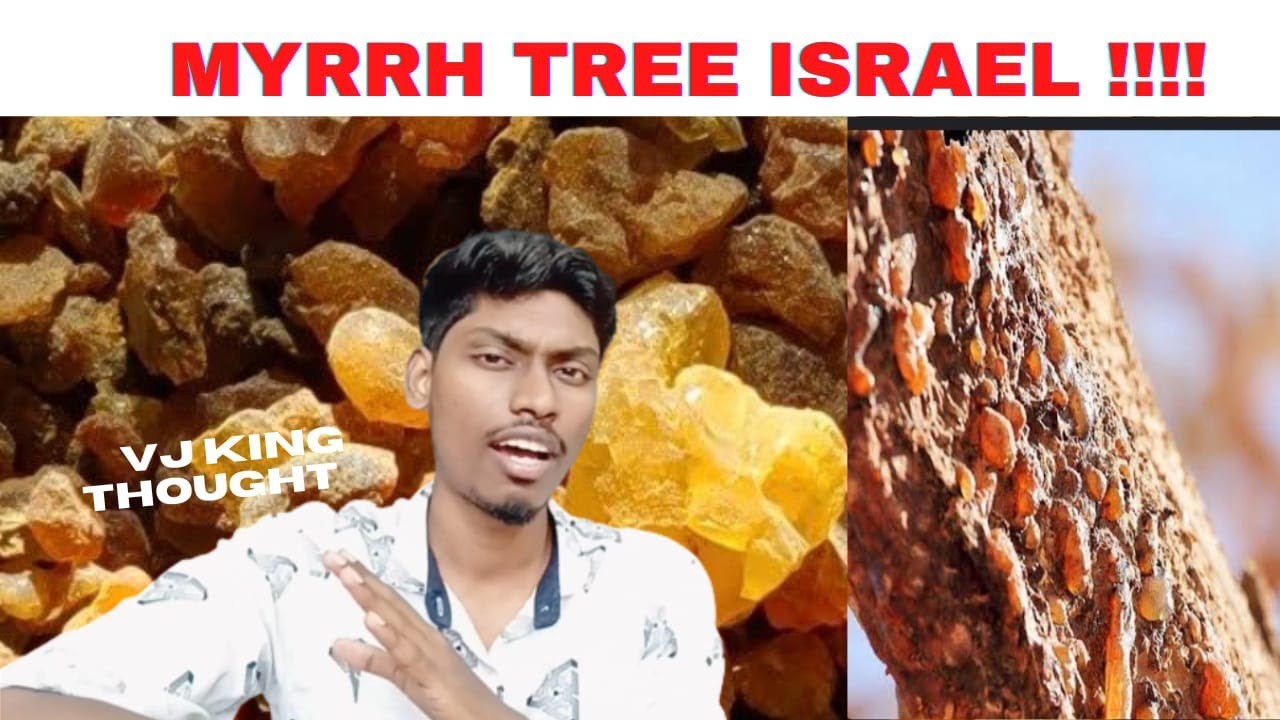 The Secret of Myrrh Tree Gum | Interesting Israel story ...