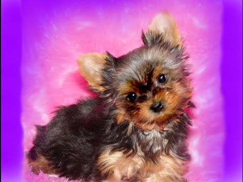 Kitty World's SMALLEST Tiny YORKIE Puppy / Yorkshire Terrier Teacup ...