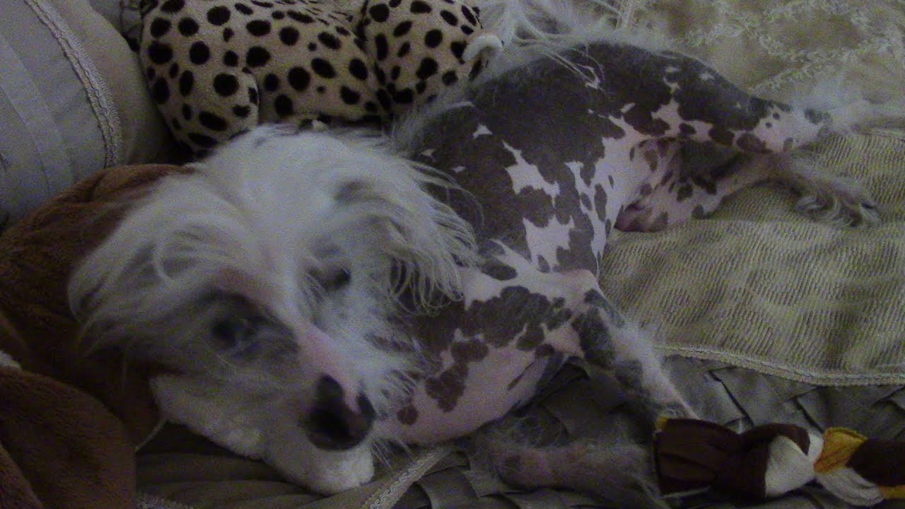 Chinese Crested and Shih Poo playing - YouTube