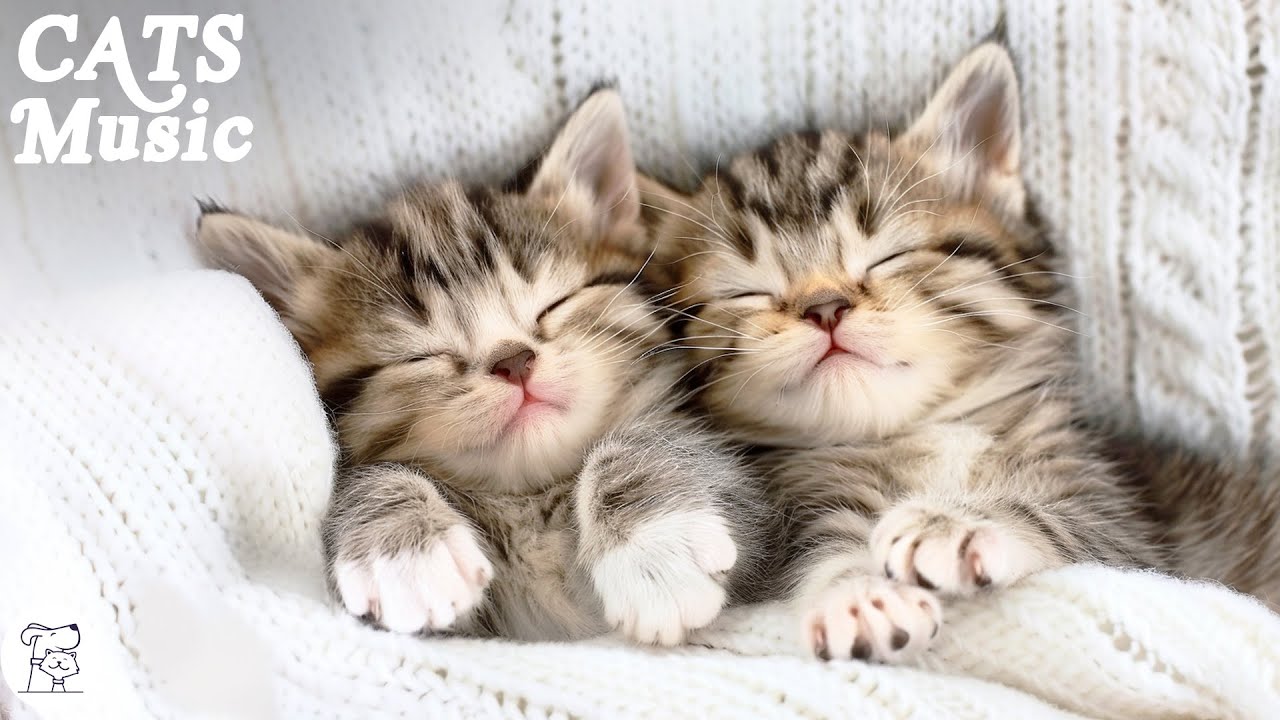 Calming piano music for cats ♬ Instantly Soothe Your Anxious Cat with ...