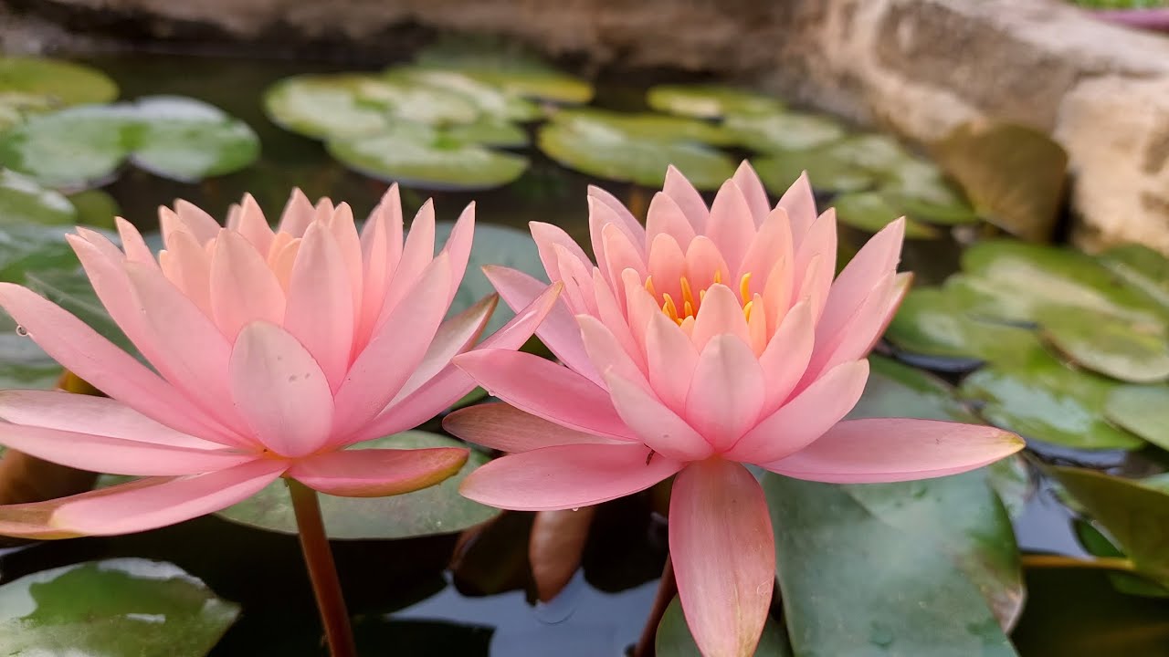 lotus life cycle😍#flower #lotus - YouTube