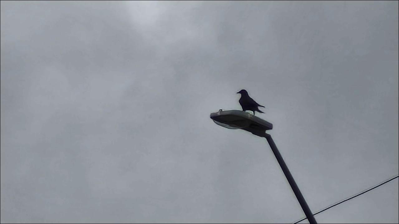 Fry Em Up Fridays!!! - YouTube