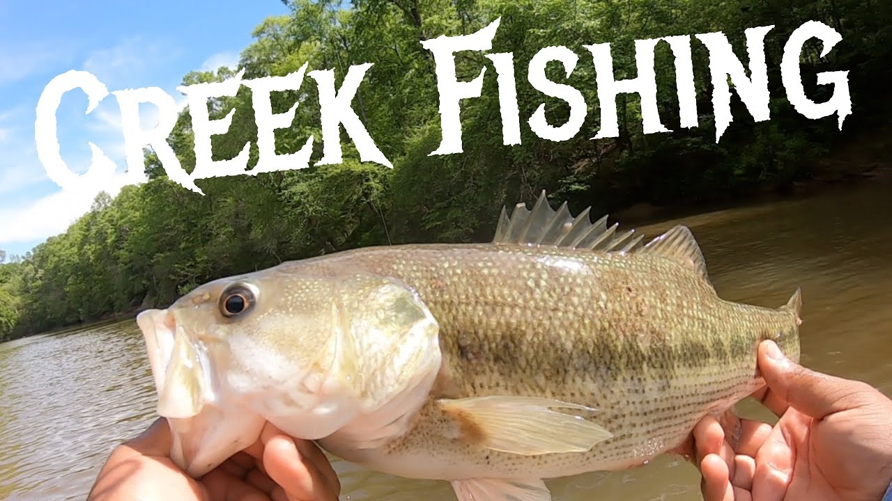 Creek Fishing In My Backyard - YouTube