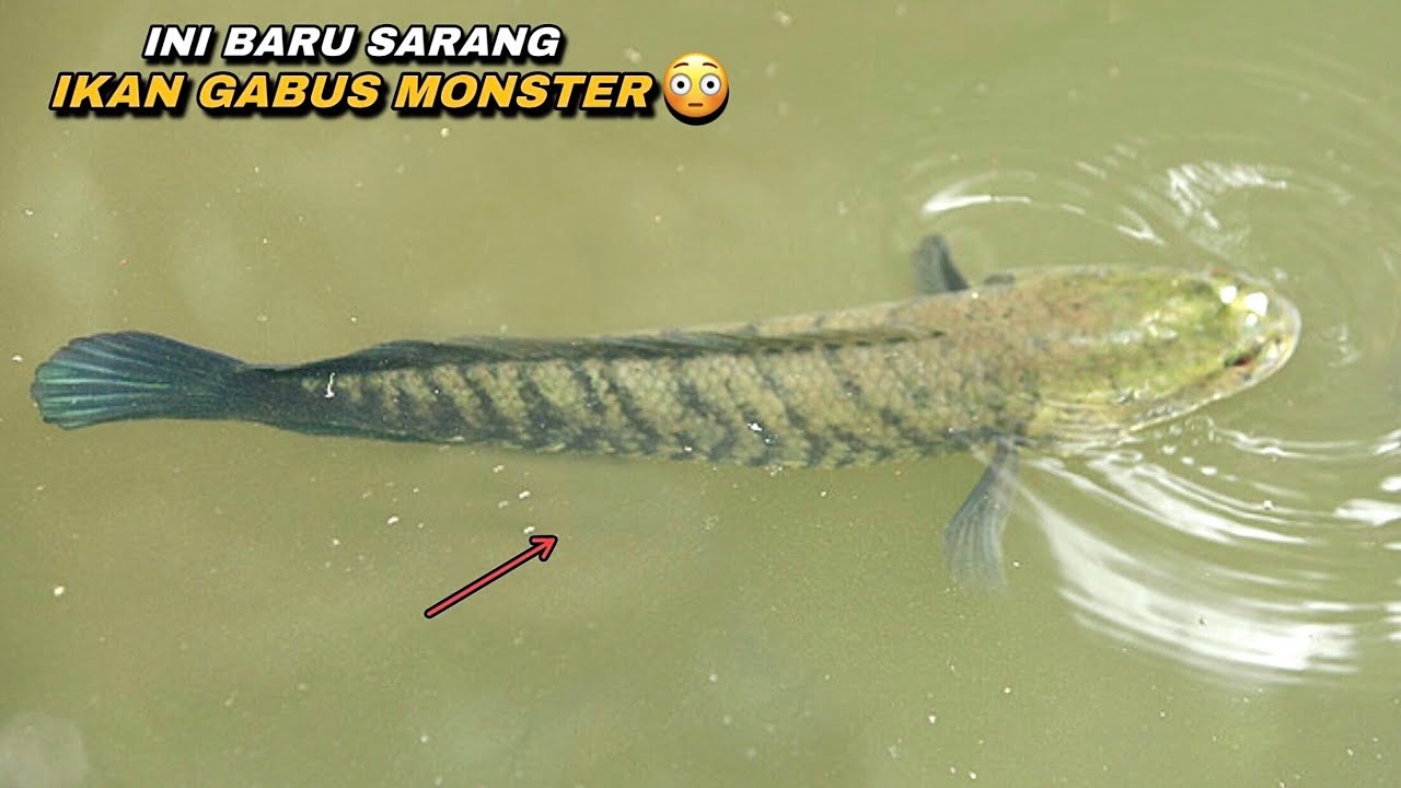 Mangcing di Sungai liar yang banyak di huni ikan gabus besar - YouTube