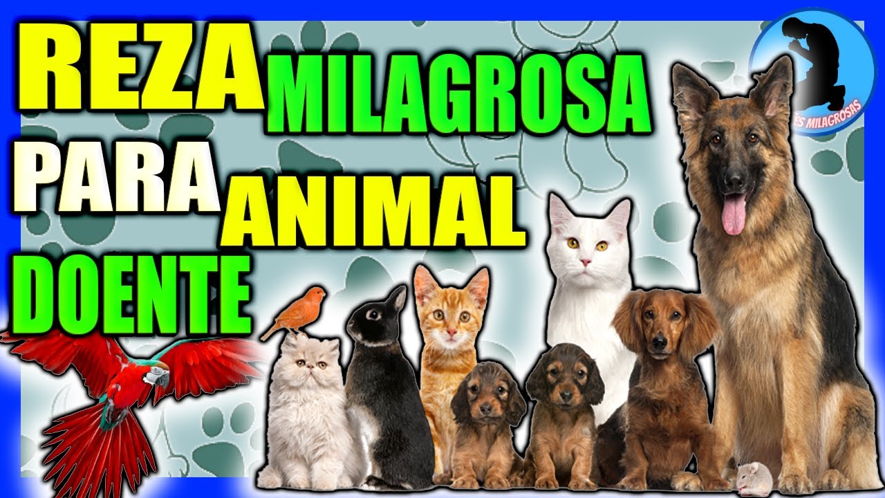 🐶ORAÇÃO POR UM ANIMAL DOENTE 🐰 FAÇA SEU ANIMAL SARAR DEPRESSA COM ESSA ...