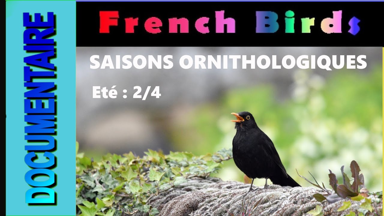 DOCUMENTAIRE - ETE 2/4 - SAISON ORNITHO - - YouTube