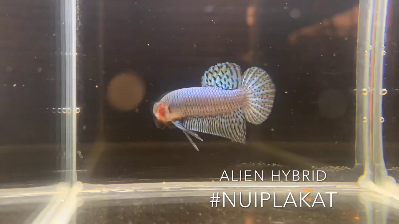 Ninja ALIEN HYBRID BETTA - YouTube