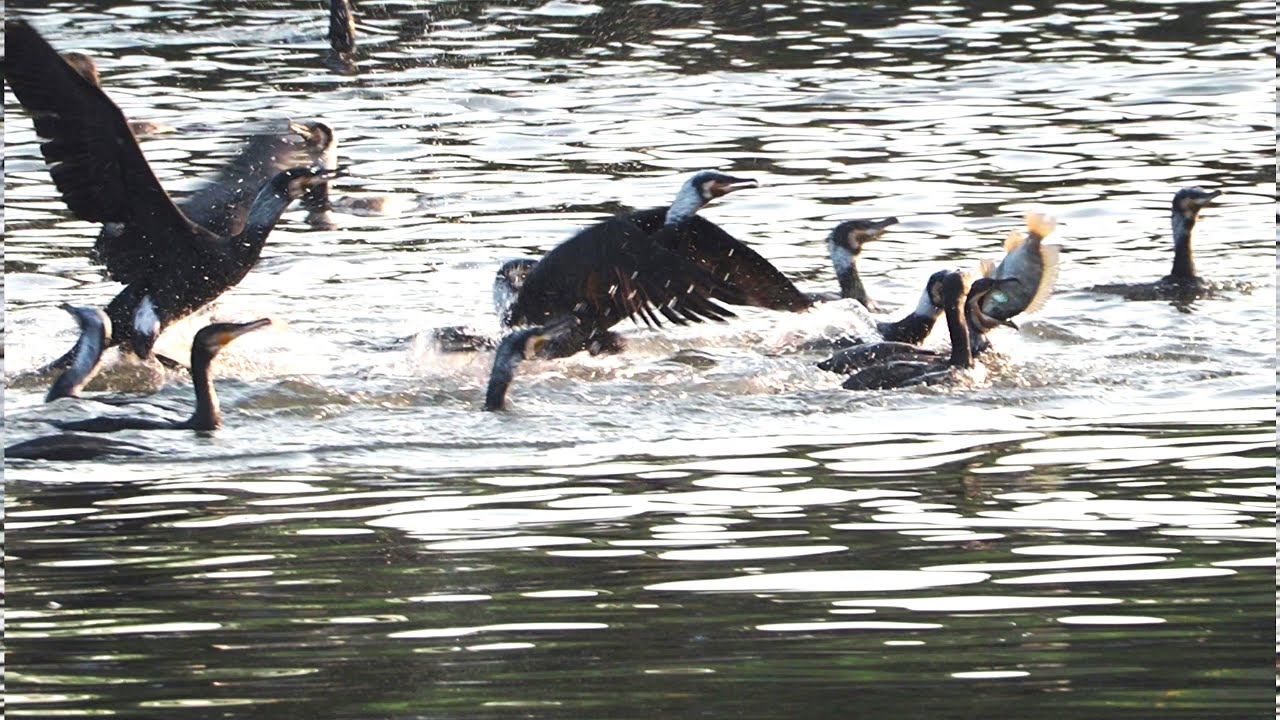 1130312 The great cormorants fighting for fish at Min-Chuan bridge ...