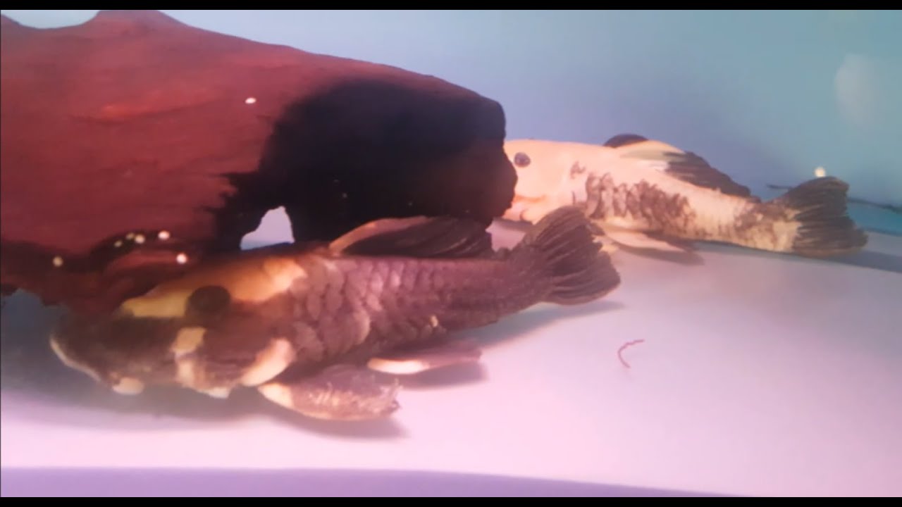 very special Rubbernose pleco /sucker fish - YouTube