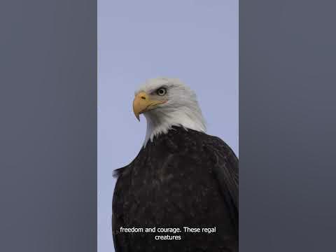 Wings of Majesty | The Majestic Eagles - YouTube