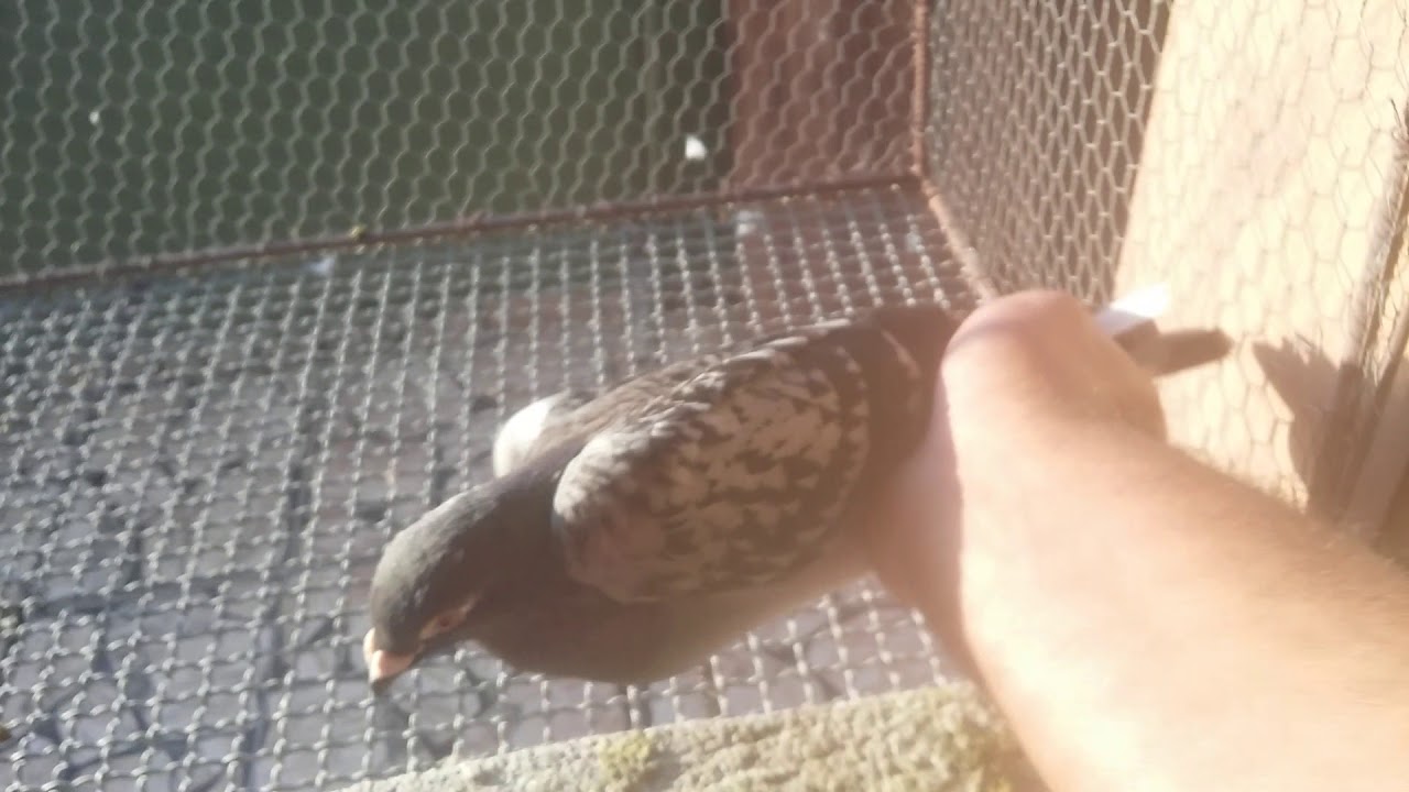 (Pombos correios 53) - voltou uma pomba que eu passei. Toda feia - YouTube