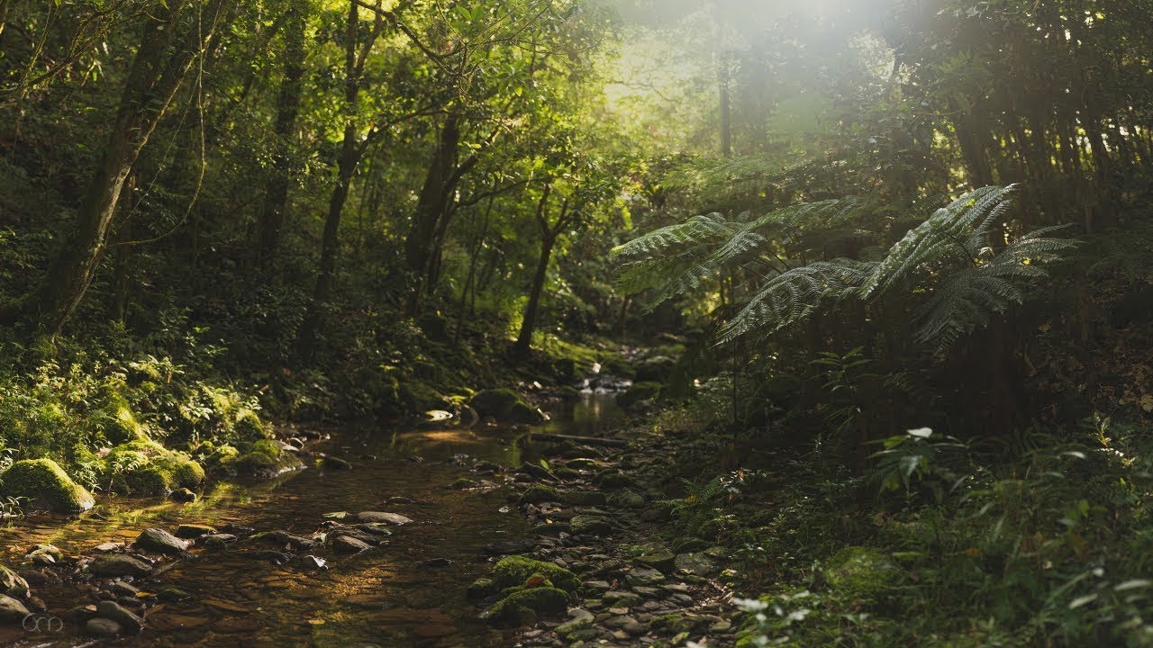 Feel the relaxation - copyright free music | copyright-free nature ...