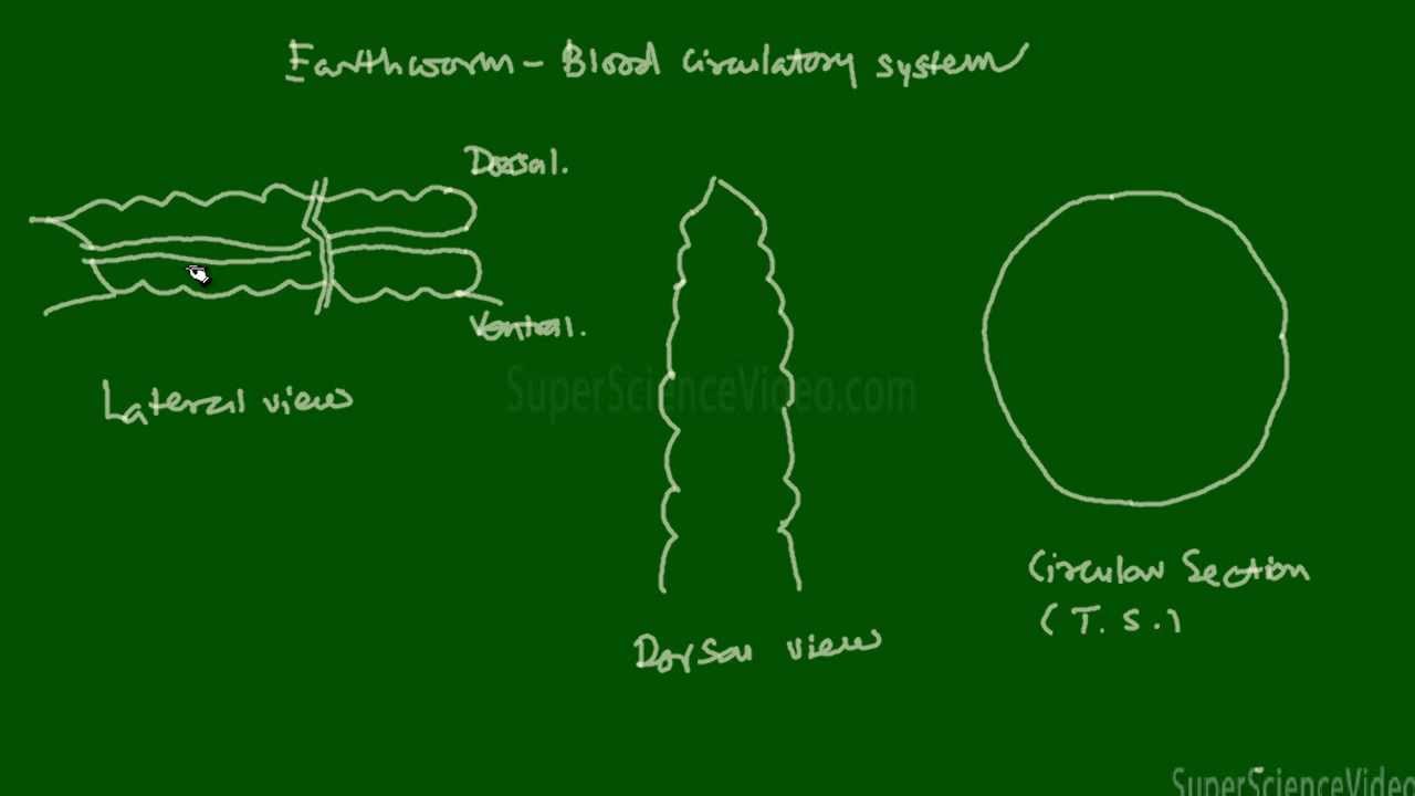 Earth worm blood circulatory system - YouTube