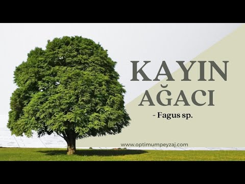 BİTKİ ANSİKLOPEDİSİ | KAYIN AĞACI -FAGUS SP. NEDİR? NERELERDE YETİŞİR? DOĞU KAYINI - AVRUPA KAYINI