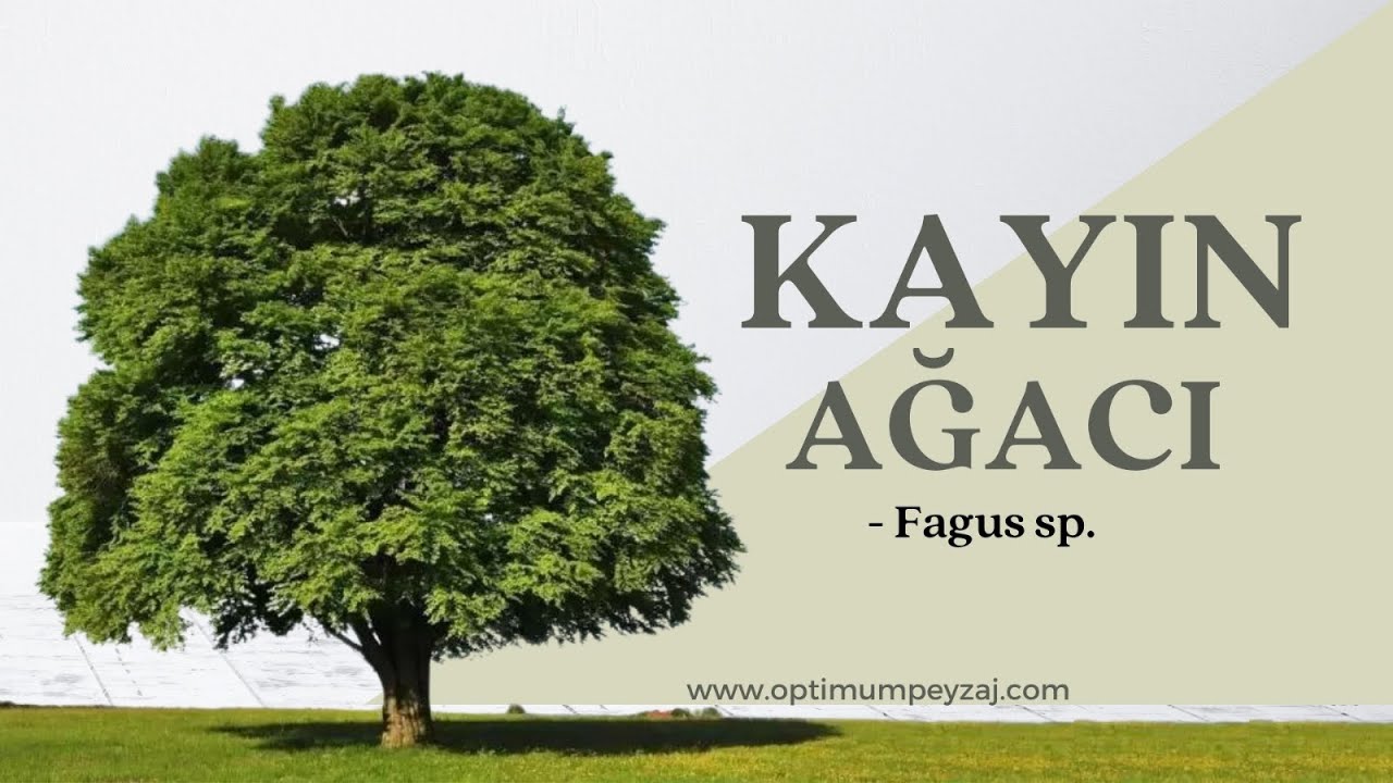 BİTKİ ANSİKLOPEDİSİ | KAYIN AĞACI -FAGUS SP. NEDİR? NERELERDE YETİŞİR ...