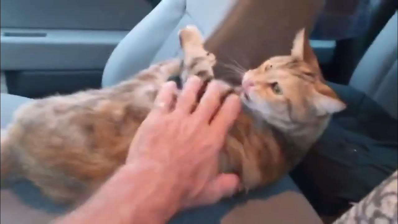 Precious Pussycat Show Truck Play Cat Catlover Purrfect Youtube