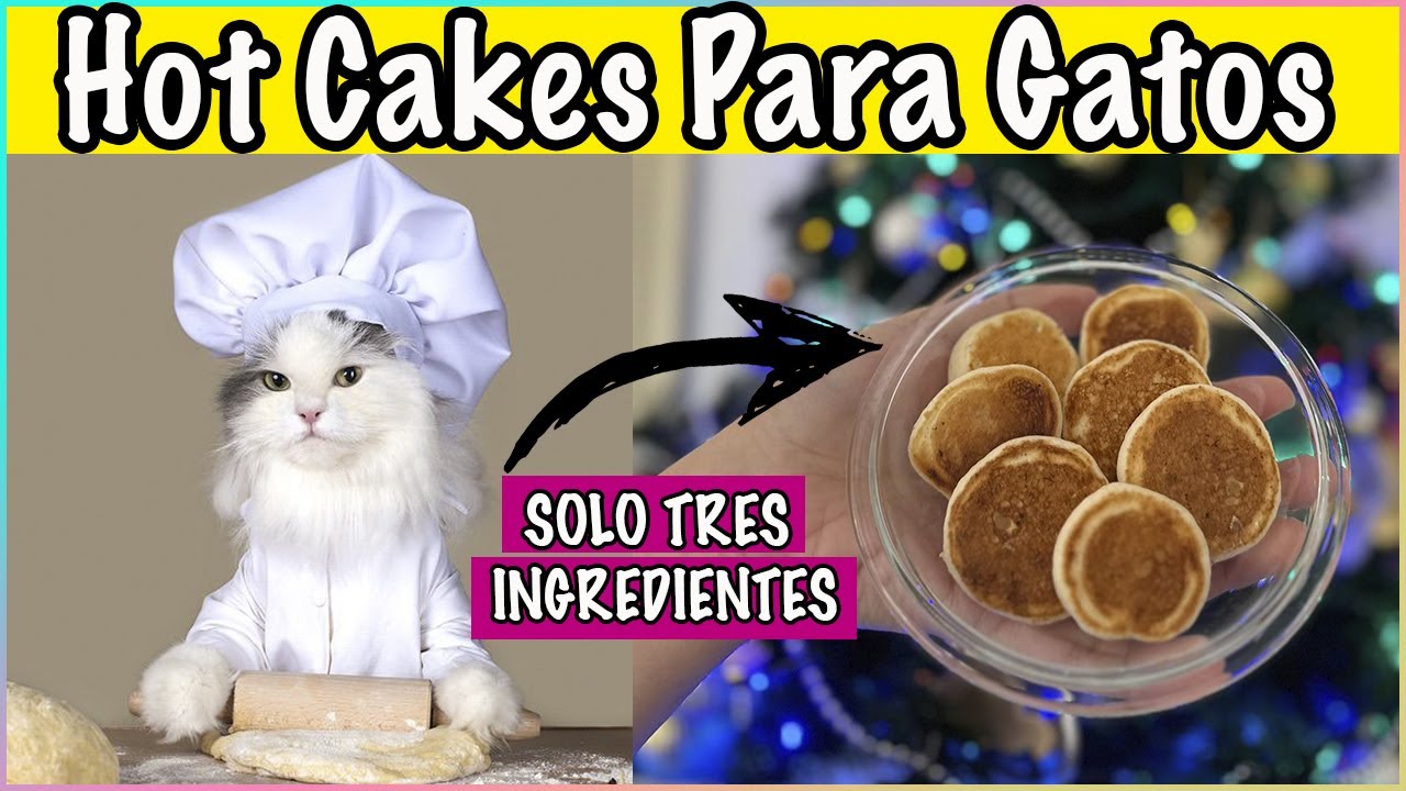 Hot Cakes Para Gatos Con Solo 3 Ingredientes Receta Fácil ...
