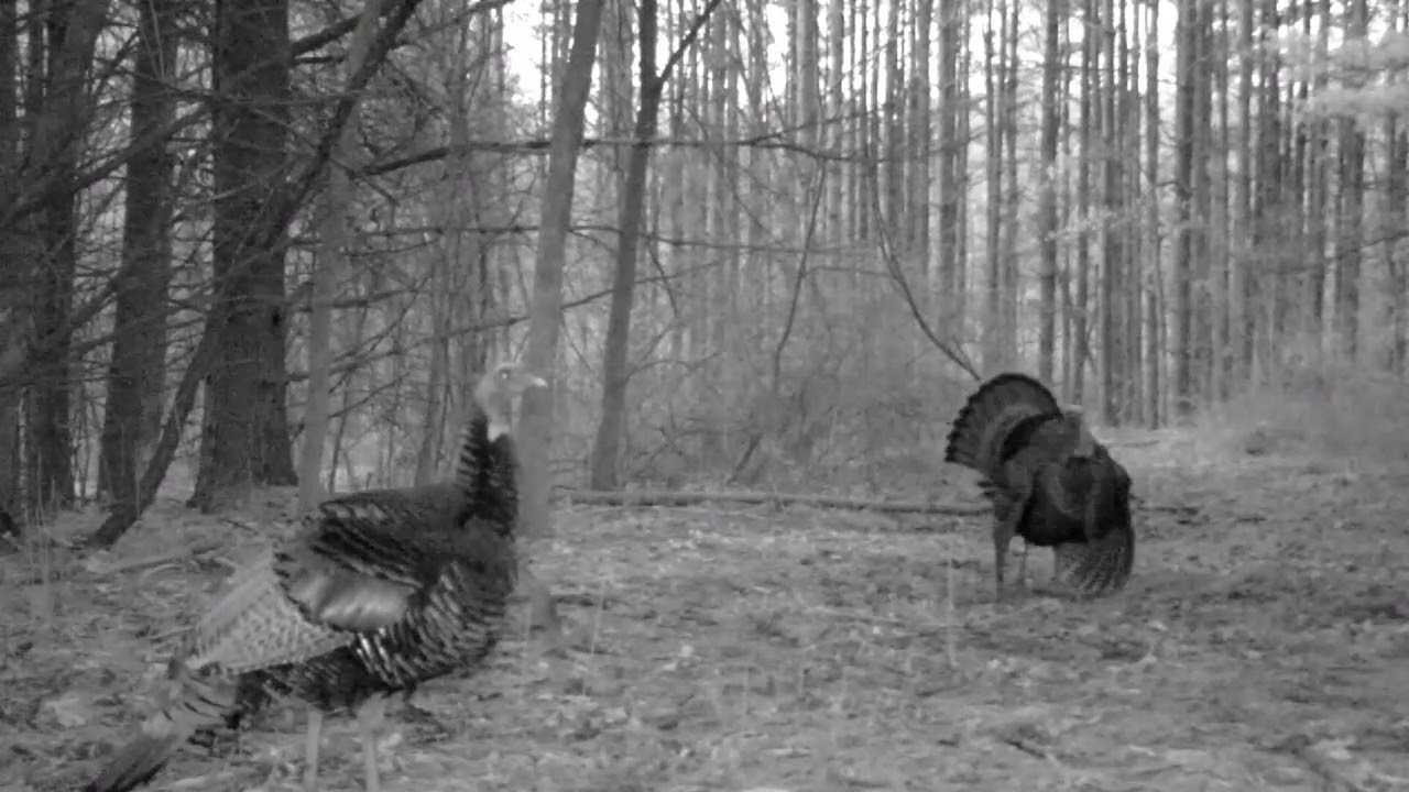 Eastern Wild Turkey Roosting & Strut Zone | Covert Black 60 - YouTube