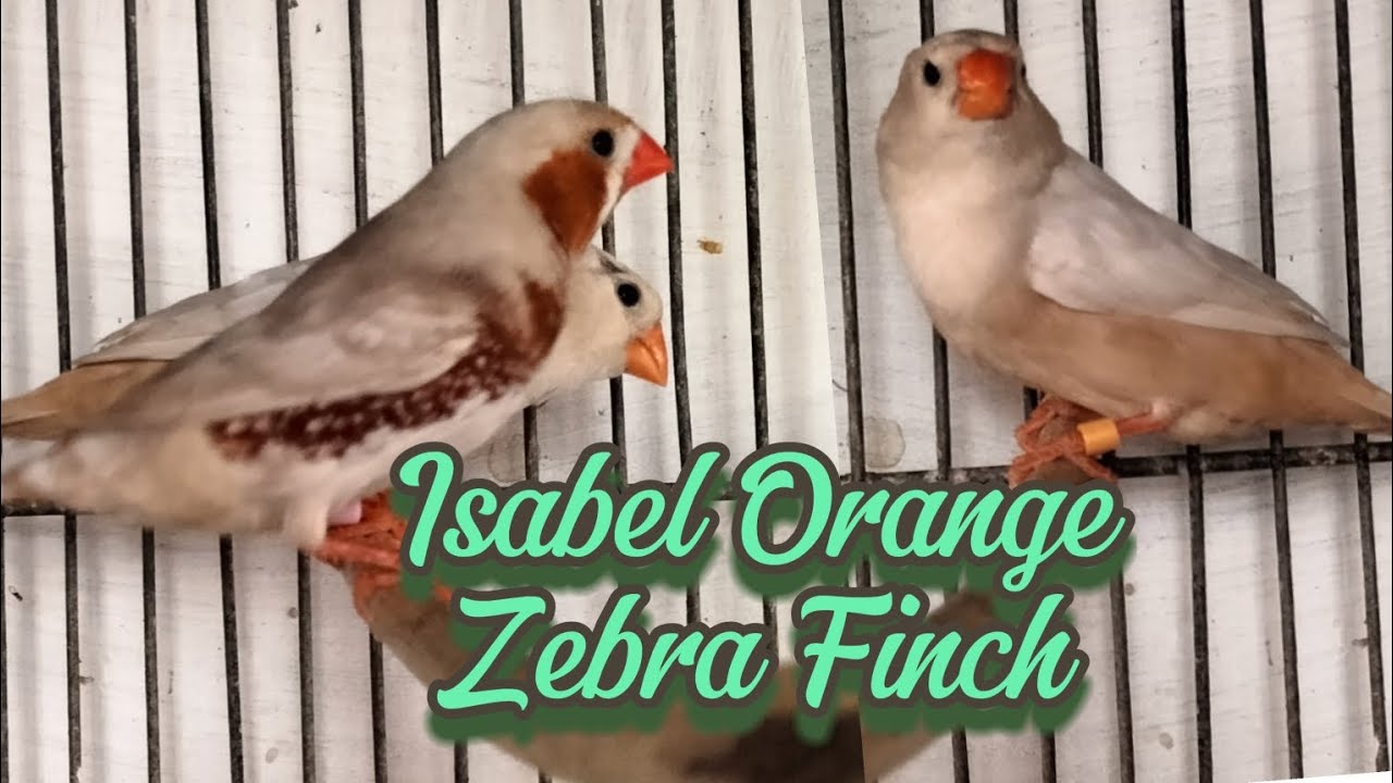 Isabel Orange Zebra Finch #isabella #zebrafinch - YouTube