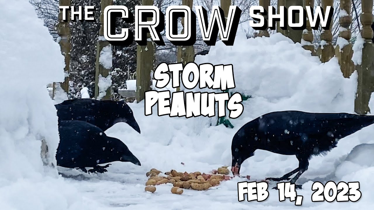 Snow Storm Peanuts - Extended footage! - YouTube