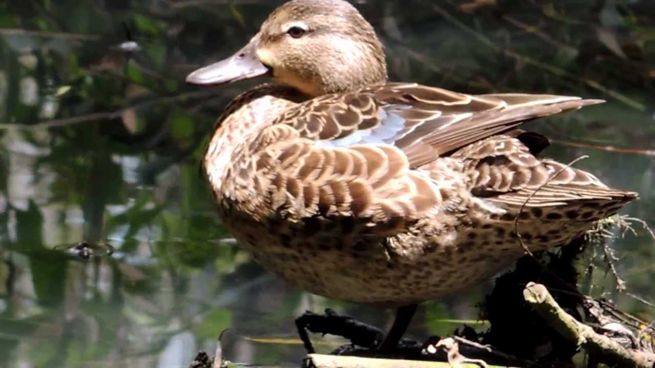 Blue-winged Teal - Anas discors - Humedal Conejera - pato canadiense ...