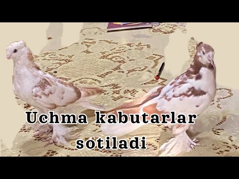 uchma kabutarlar sotiladi Andijon Jalaquduqda - YouTube