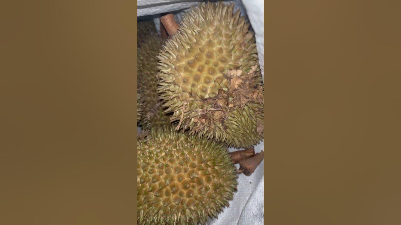 siapa yg suka buah durian?? # durian #buahdurian - YouTube