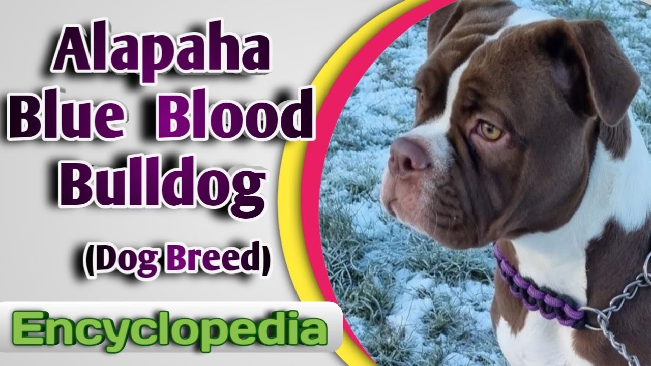 Alapaha Blue Blood Bulldog - Video Encyclopedia - YouTube
