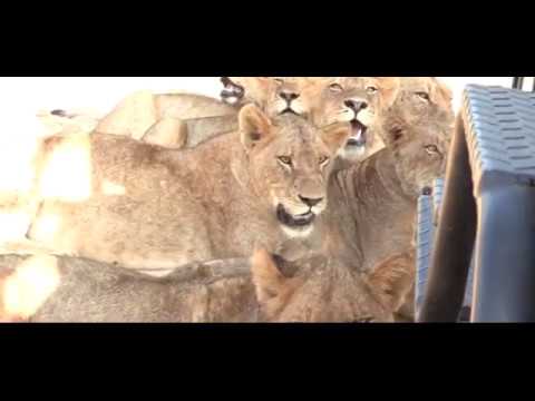 Moment pride of lions surround game ranger's car for - YouTube