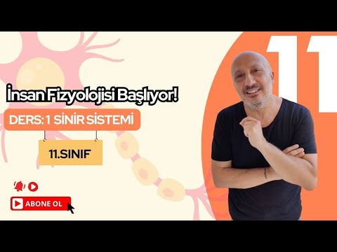 11. Sınıf Biyoloji | Sinir Sistemi Konu Anlatımı - Ders 1 | İnsan Fizyolojisi