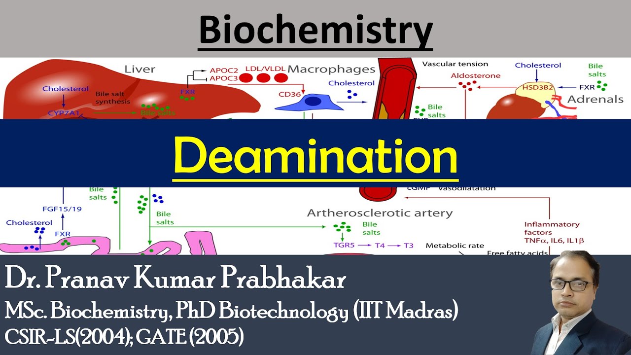 DEAMINATION : Mechanism ,Types , Examples and significance - YouTube